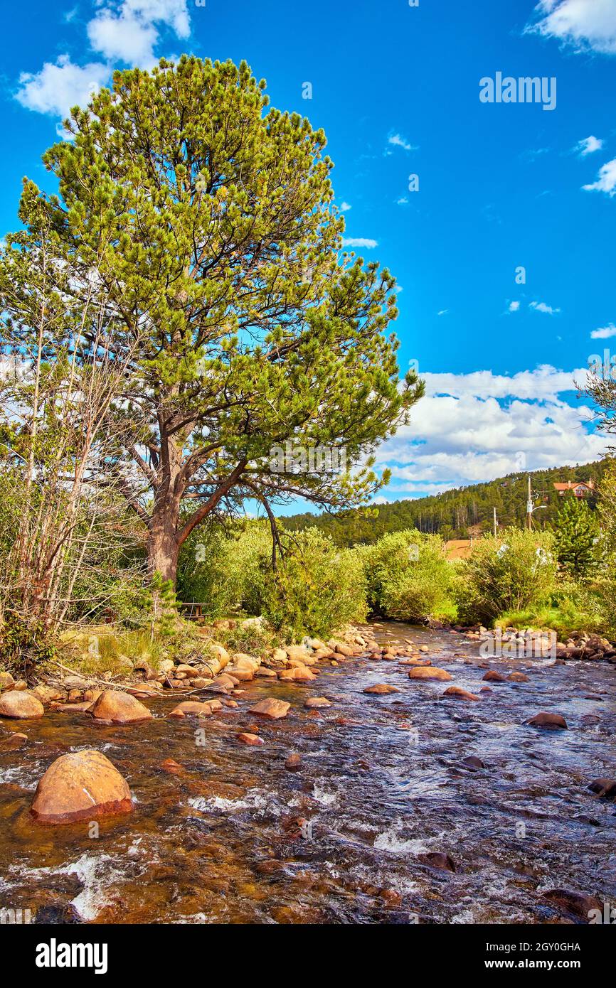Large tree on small creek river with blue sky Stock Photo - Alamy