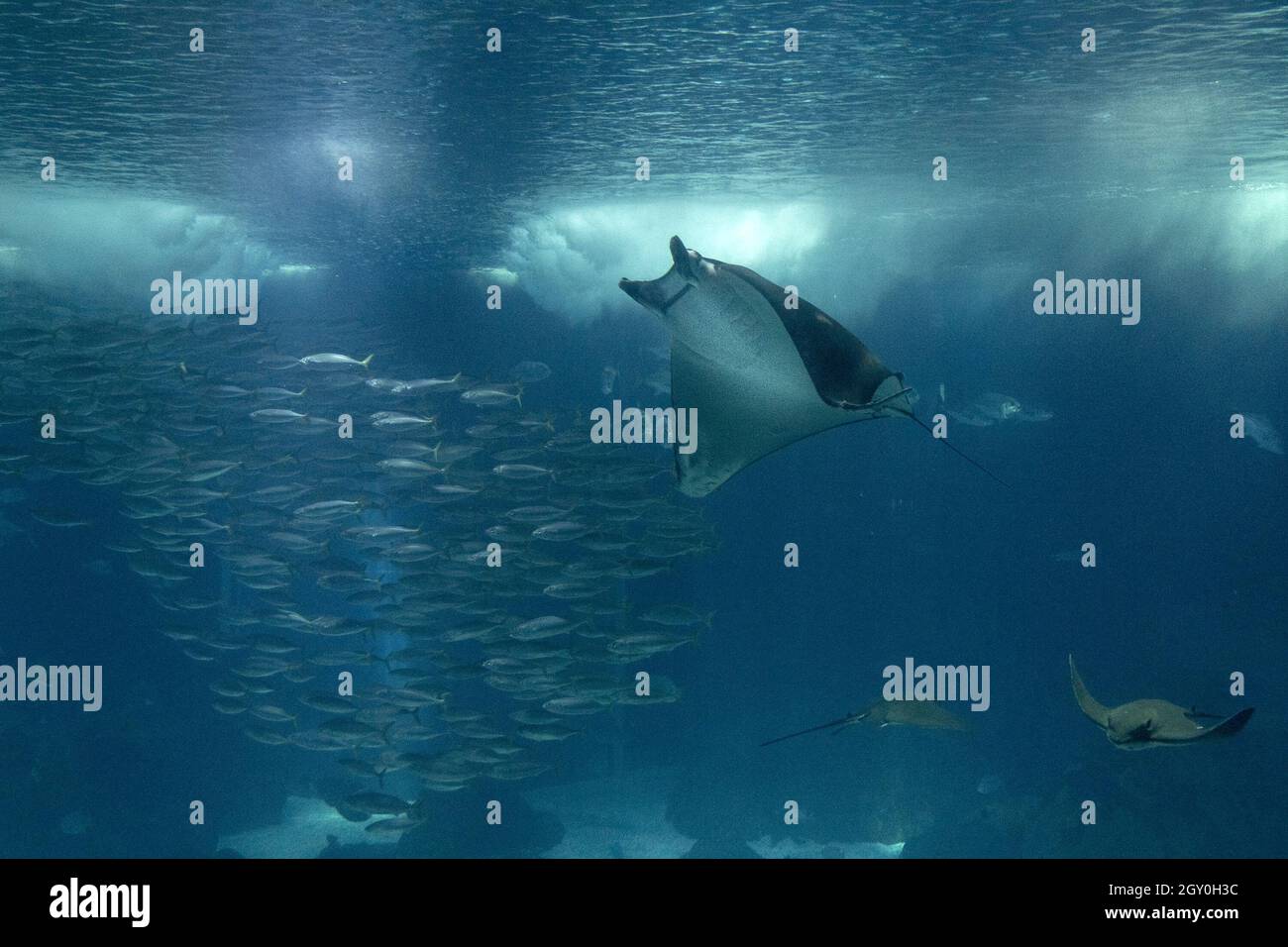 Manta in aquarium tank fish view Stock Photo - Alamy