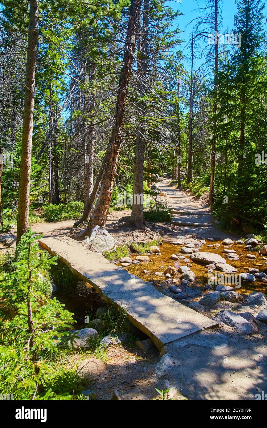 Log bridge across river in forest park trail with pine trees Stock ...