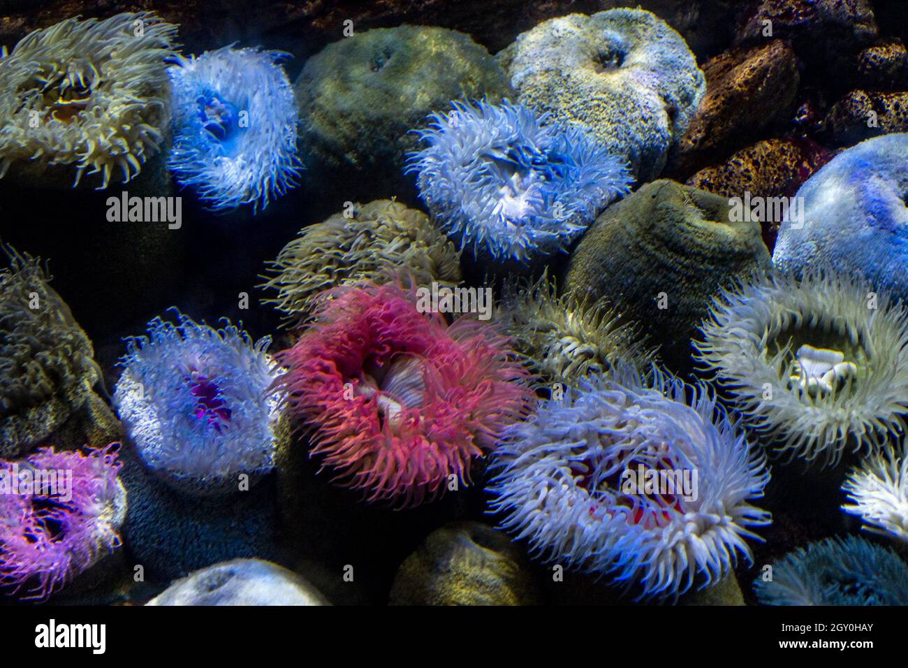 False Plumose Anemone Pseudactinia Flagellifera underwater multi color ...