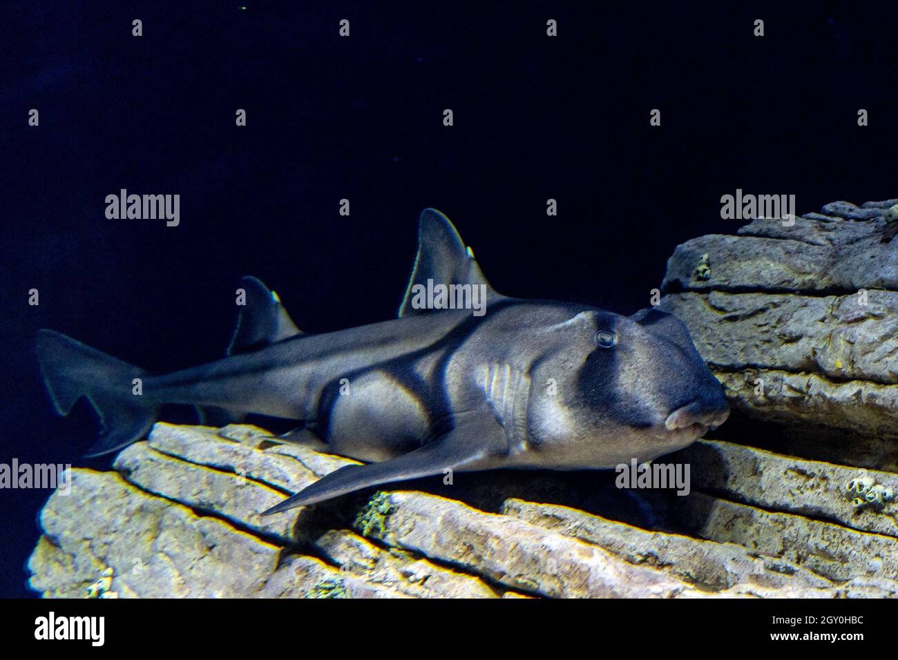 port jackson shark underwater portrait my octopus teacher movie Stock ...