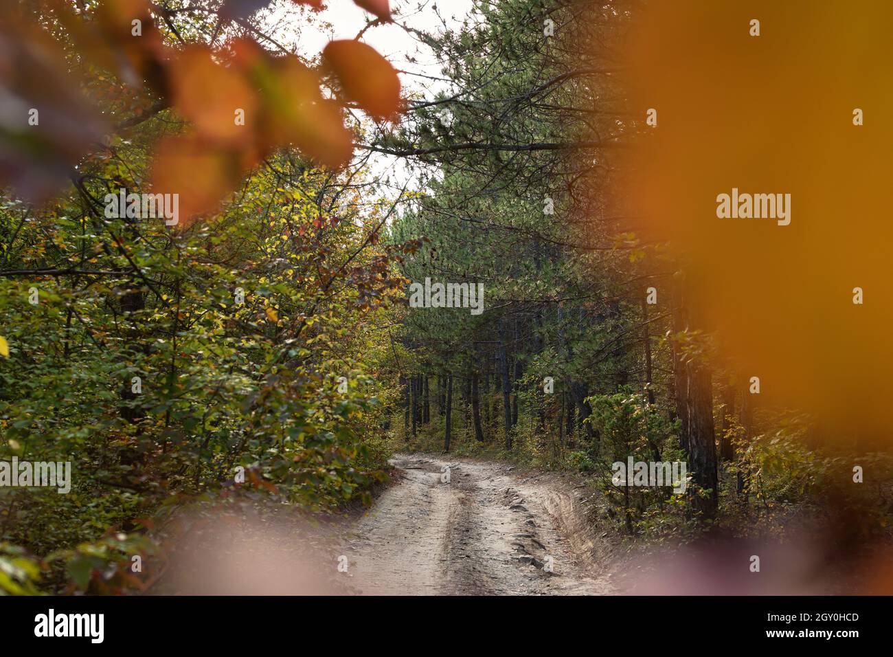 Pine forest empty road. The beginning of autumn, green and yellow trees ...