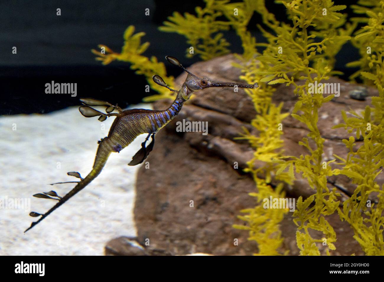 Common Seadragon fish underwater close up portrait Stock Photo - Alamy