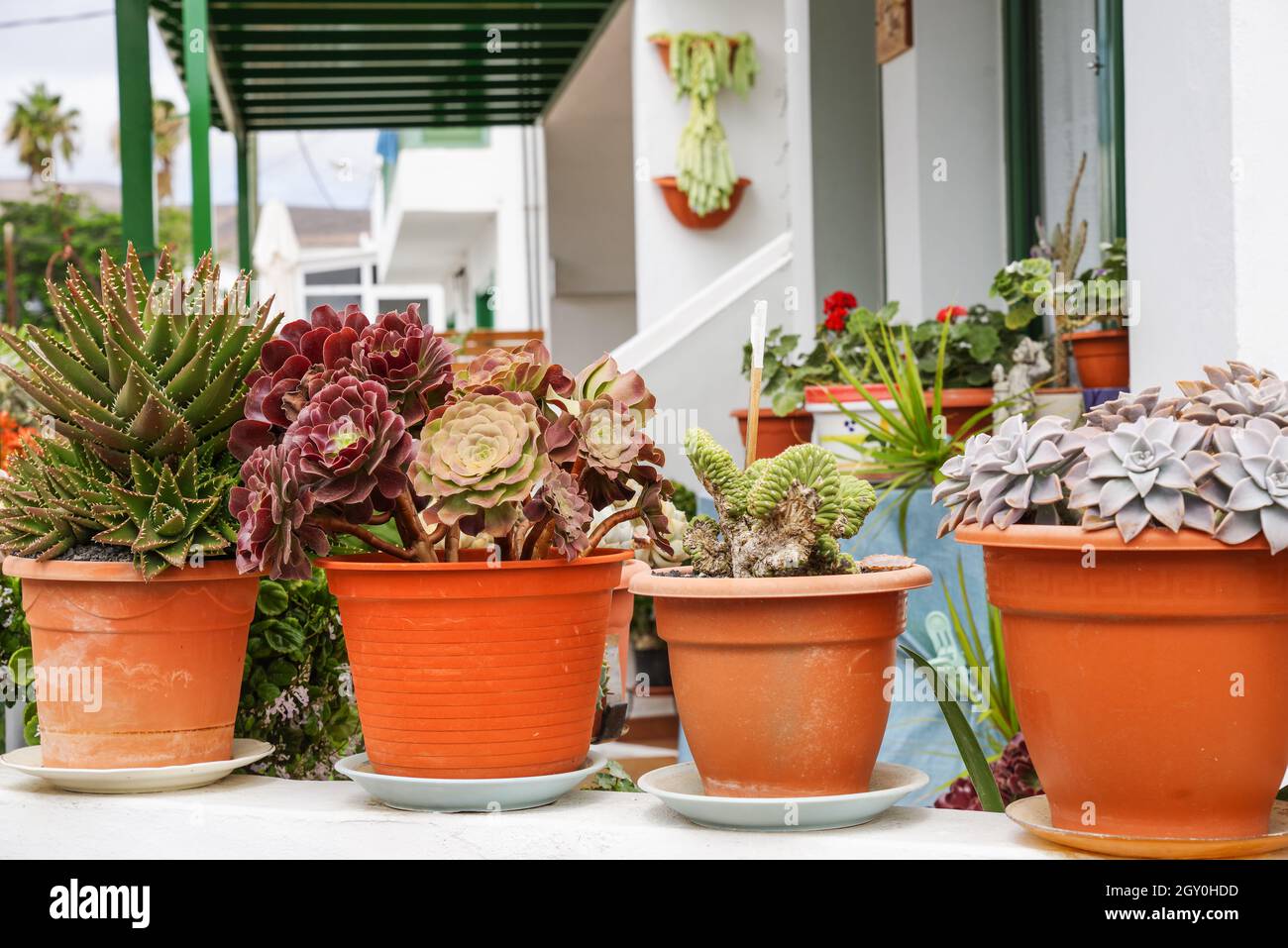 Potted cactus hi-res stock photography and images - Alamy