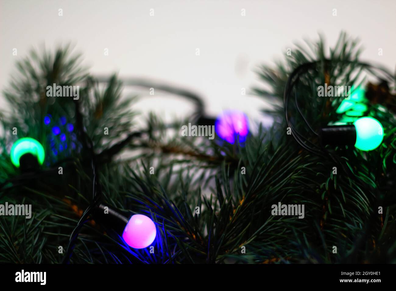 Defocus close-up fir tree branches with glowing green and purple ...