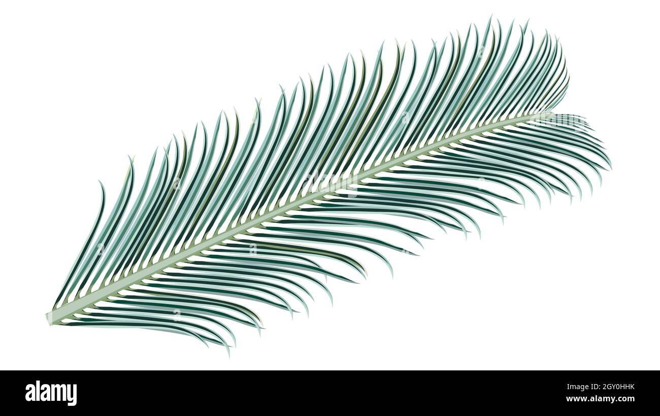 Elegant colored realistic palm branch isolated on white. Palm leaves ...