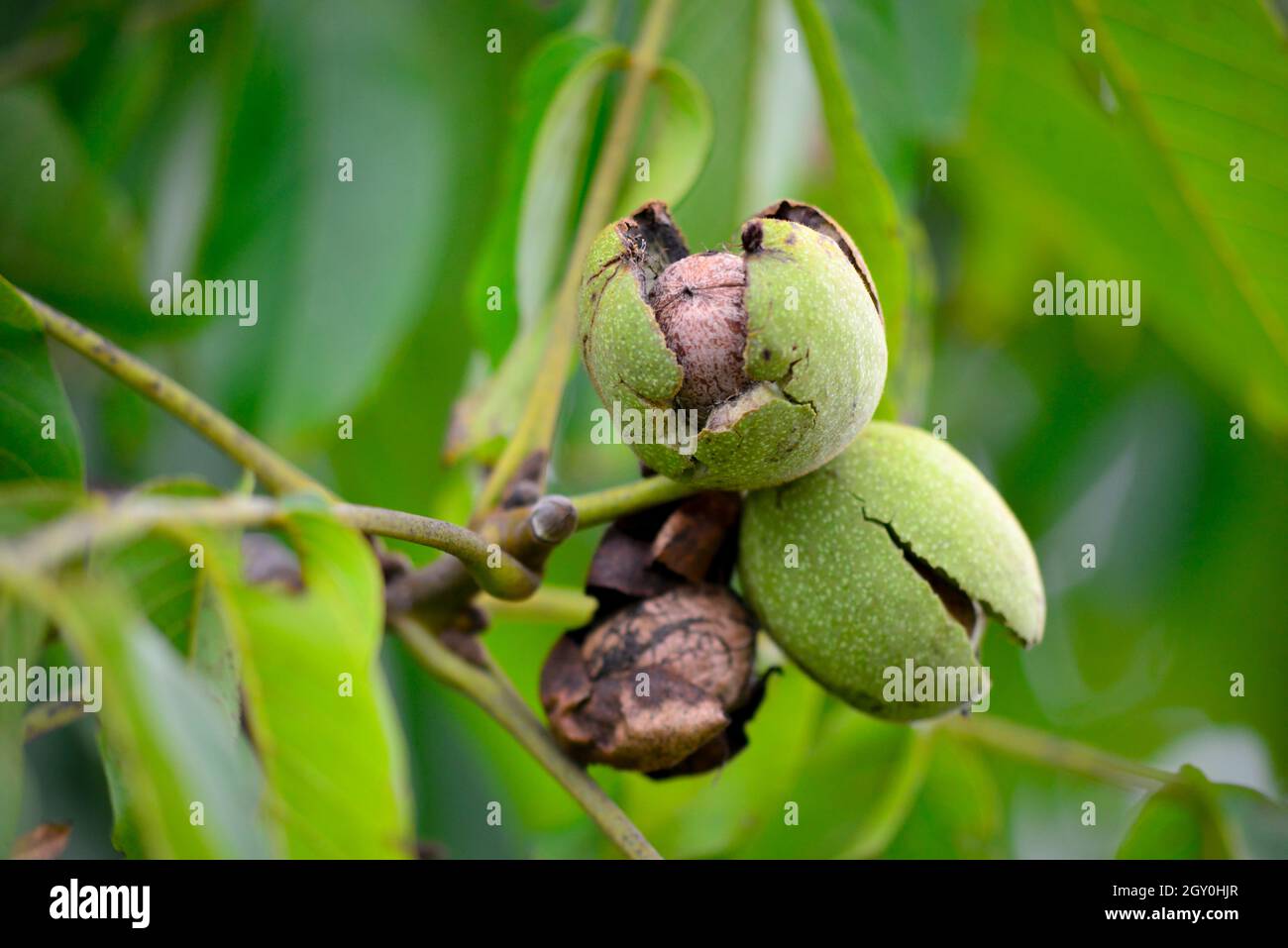 Fall is coming. ripe walnuts on a tree Stock Photo - Alamy