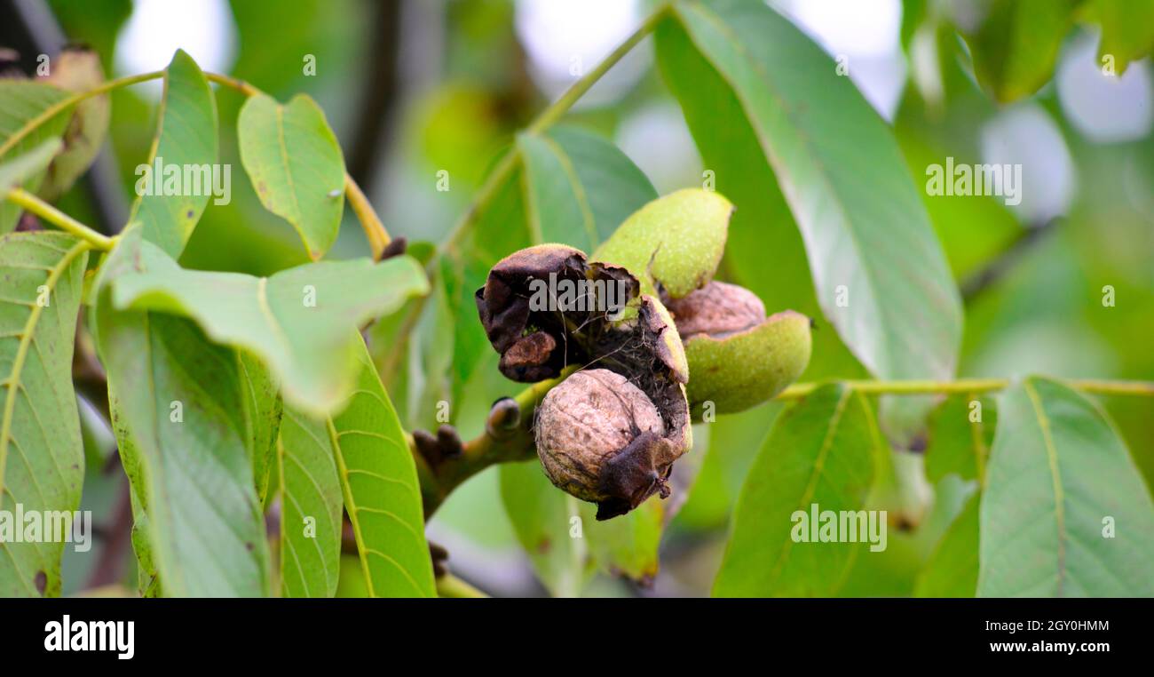 Fall is coming. ripe walnuts on a tree Stock Photo - Alamy