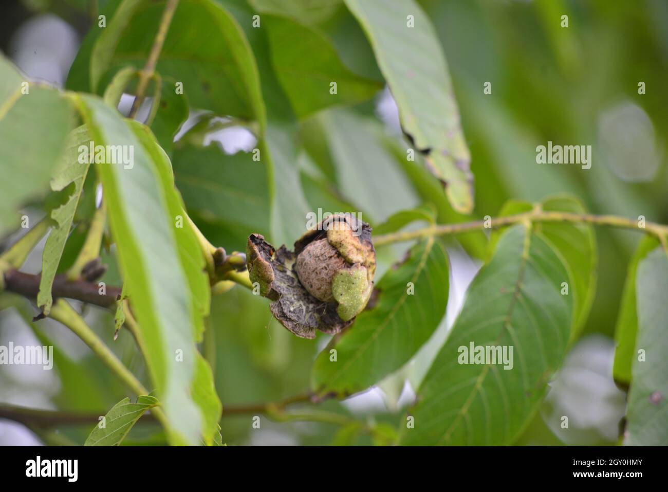 Fall is coming. ripe walnuts on a tree Stock Photo - Alamy