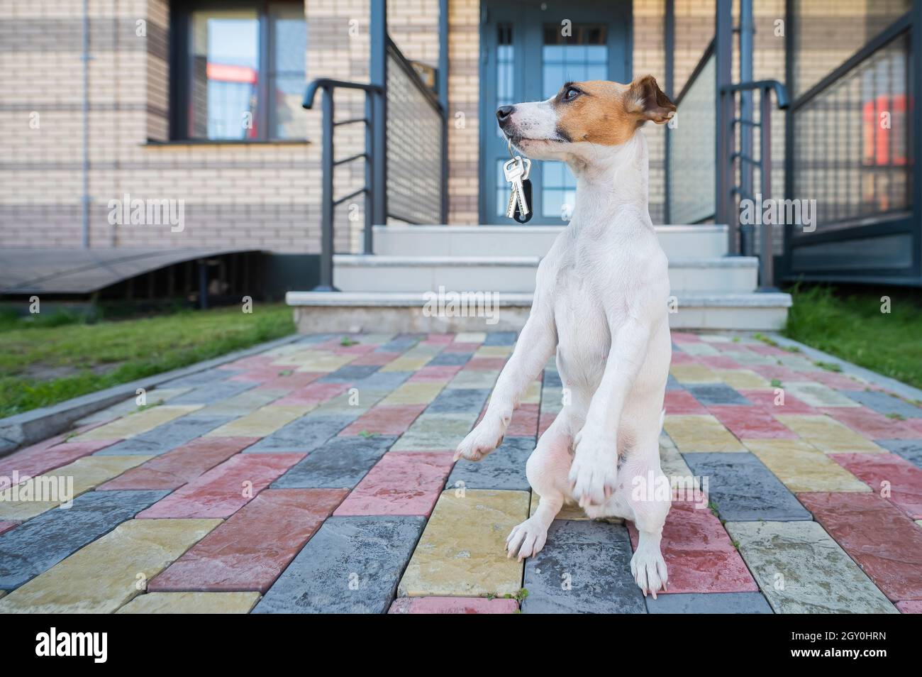 Dog keys mouth hi-res stock photography and images - Alamy