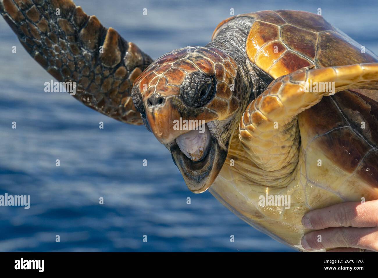 Captured turtle trying to escape head detail Stock Photo - Alamy
