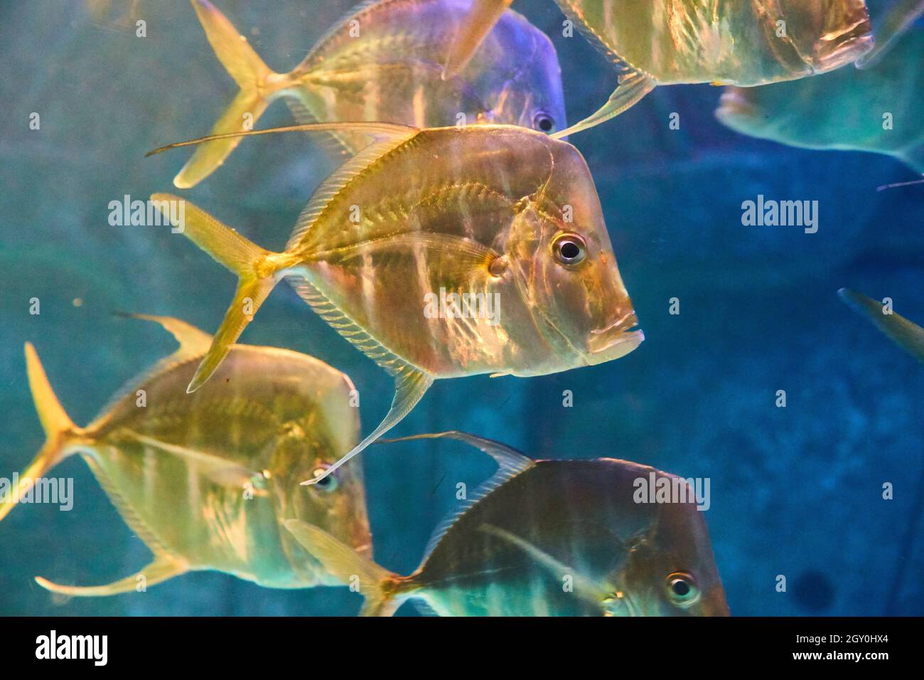 Golden fish design hi-res stock photography and images - Alamy