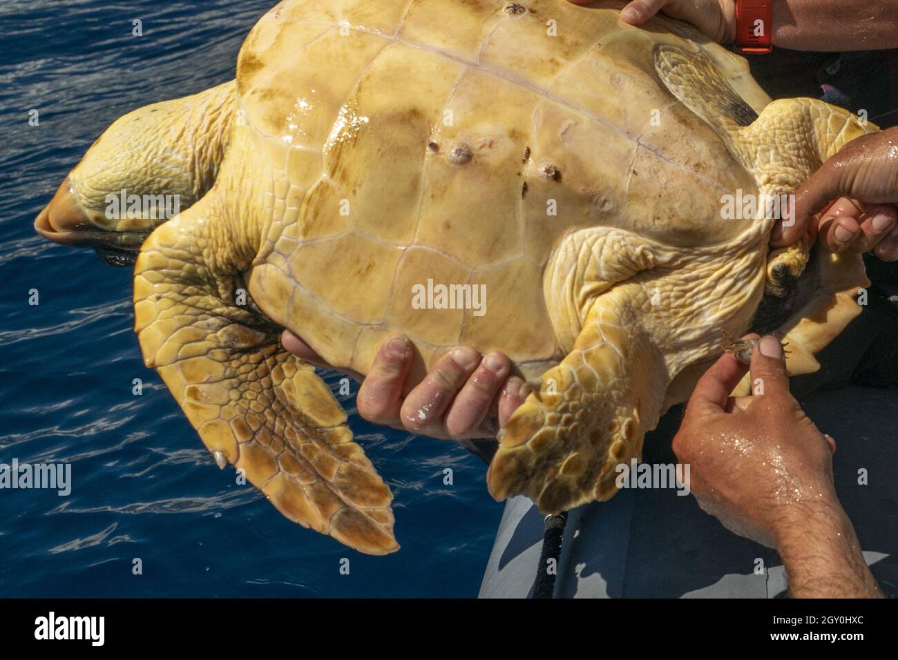 sea turtle with crab parasite detail Stock Photo - Alamy