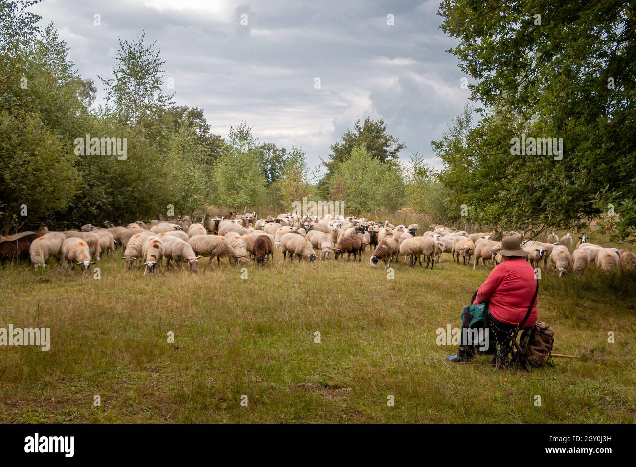 Herd of sheep in the natural landscape the 'white peat' led by the ...