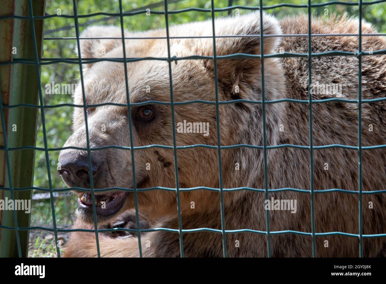 The gaze of a European brown bear behind the net that forces it into ...