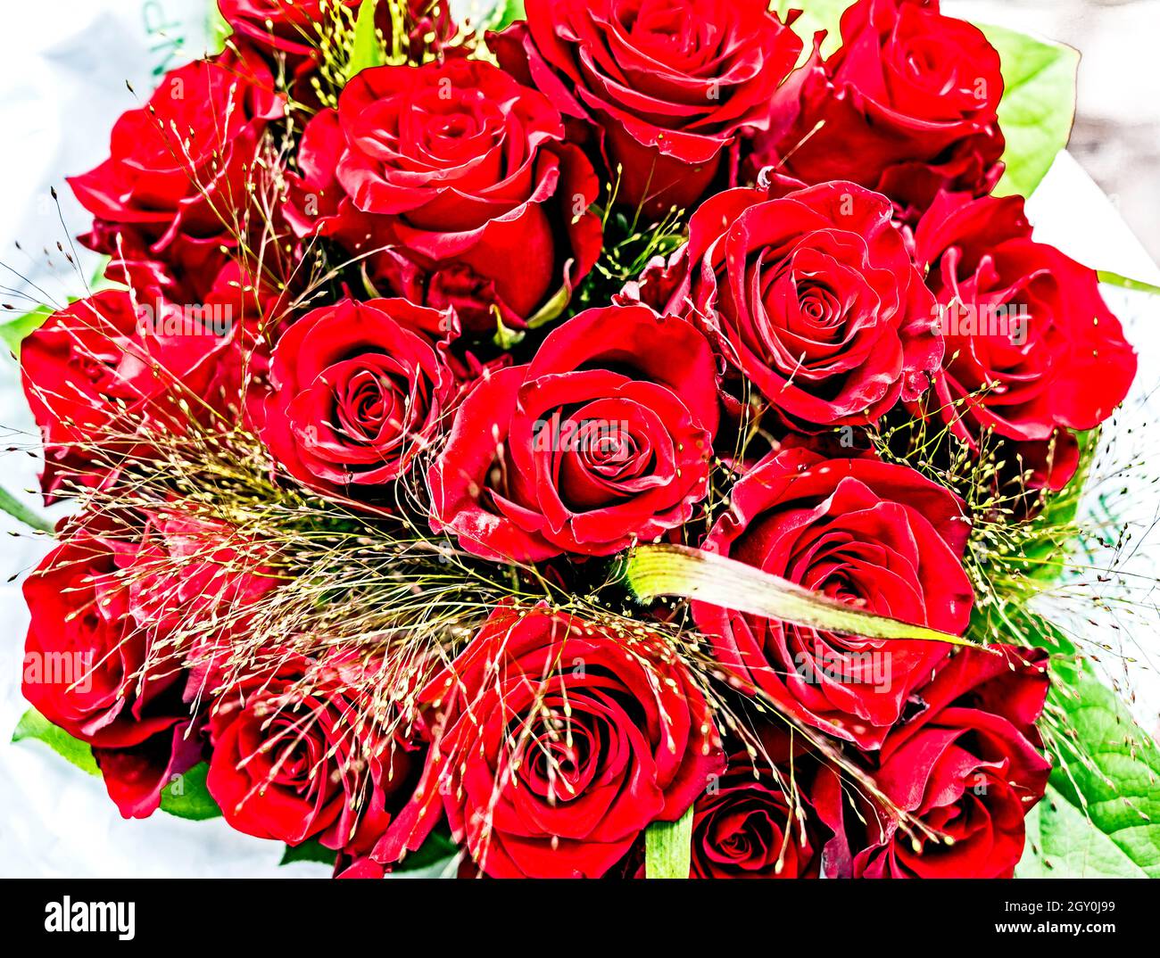Roter strauss hi-res stock photography and images - Alamy