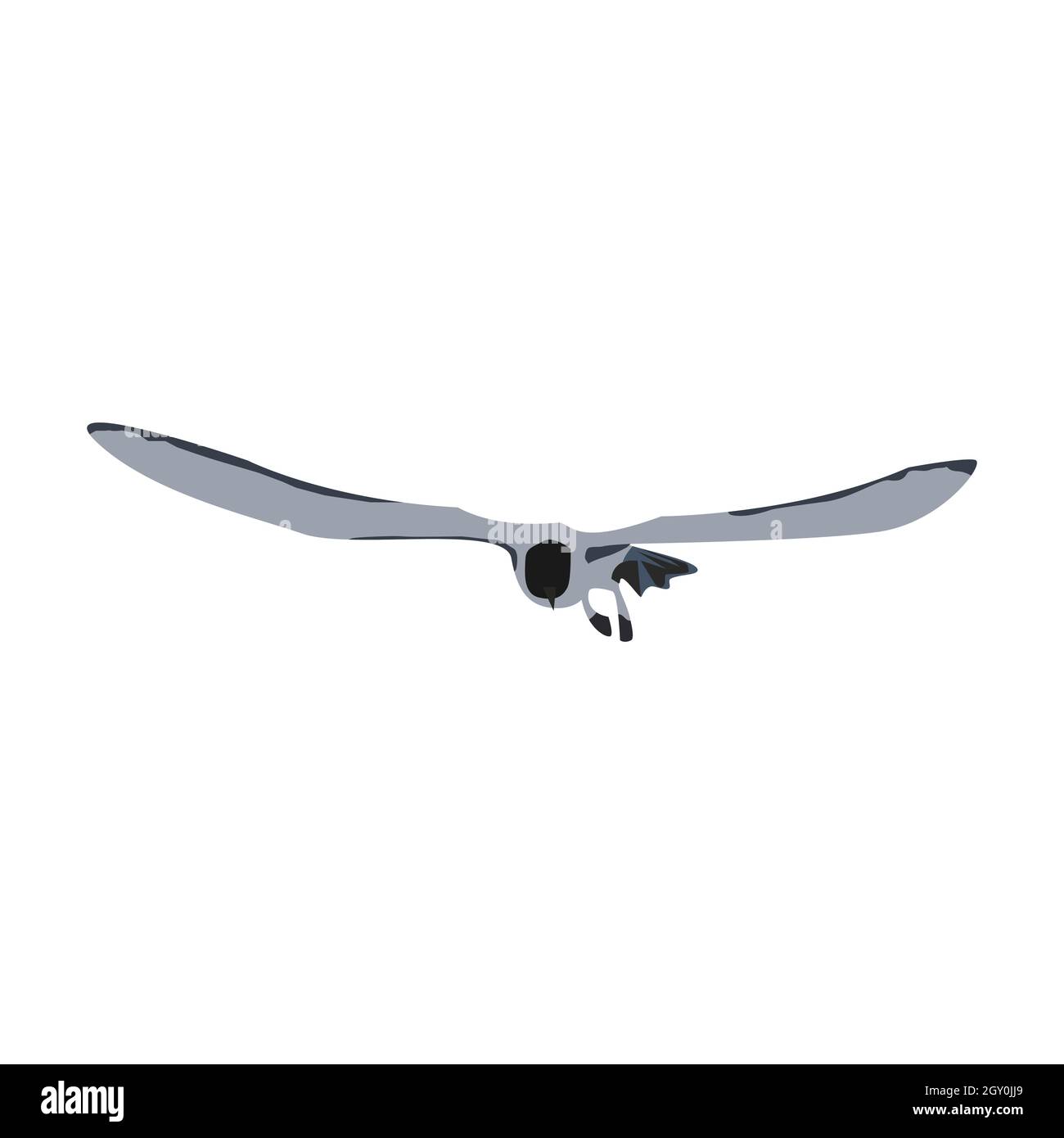 Flying seagull with spread wings isolated on white. Tern bird in gray ...