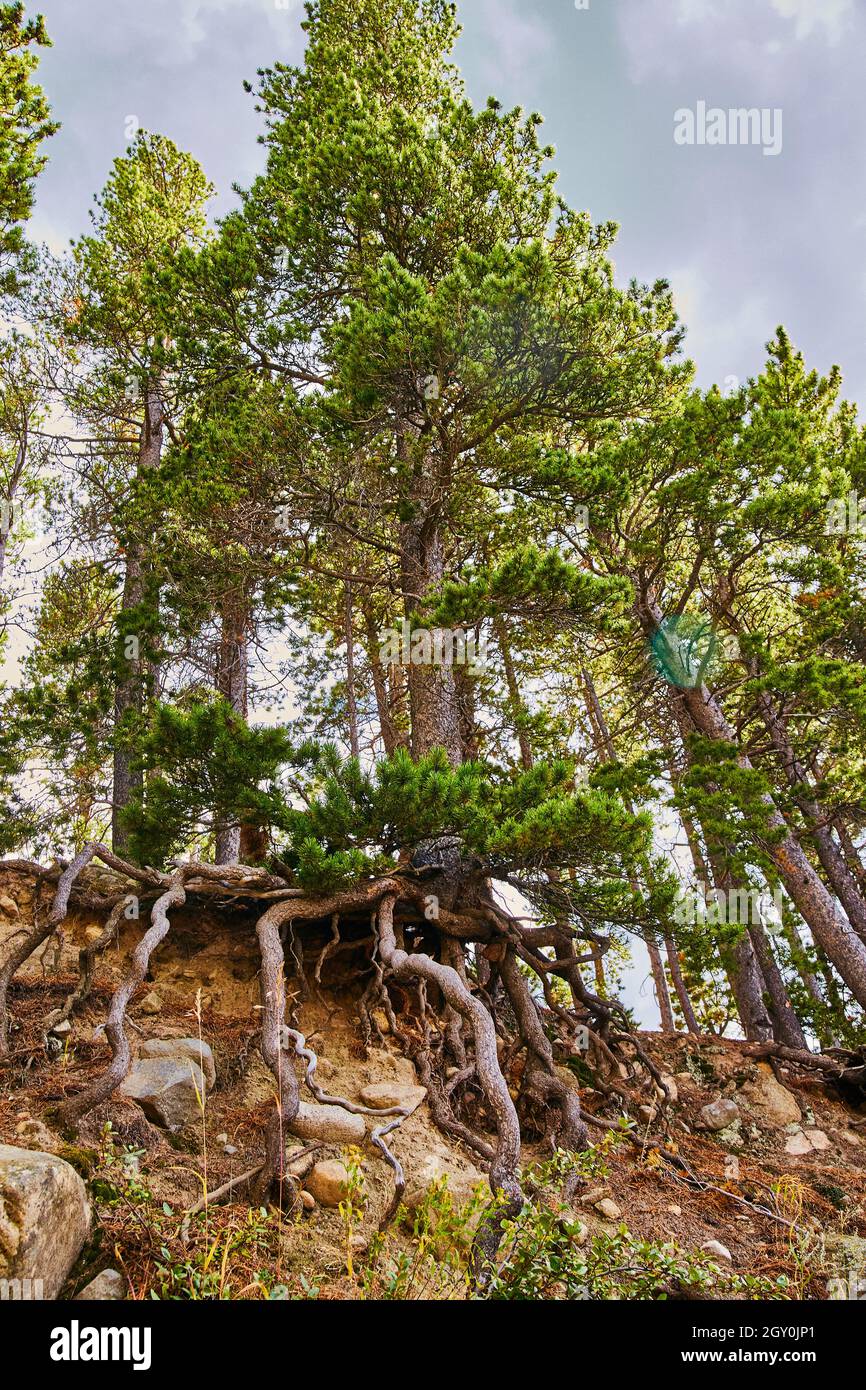 Large tree growing on cliff with roots growing above ground Stock Photo ...