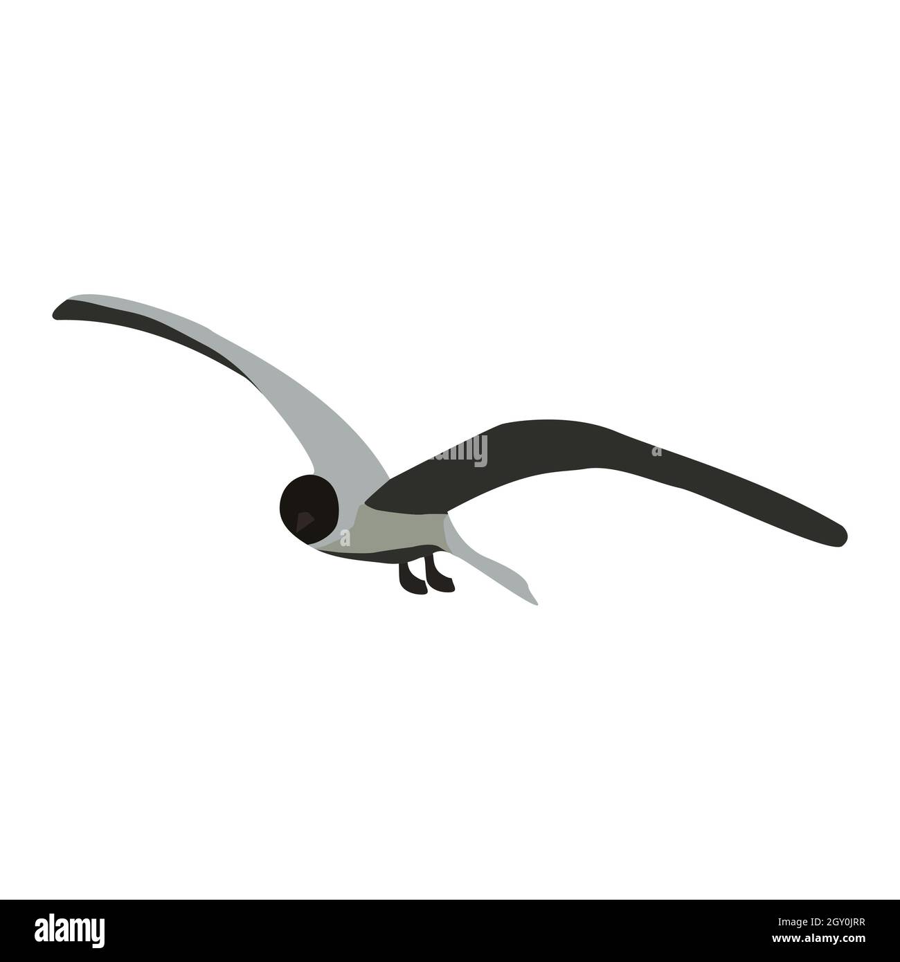 Soaring seagull with spread wide curved wings isolated on white. Tern ...