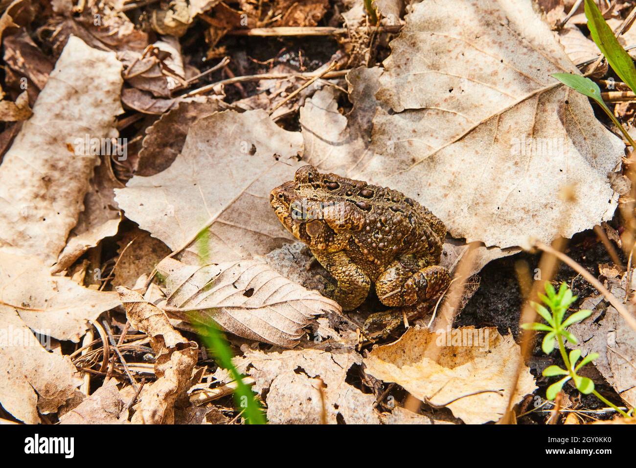 Frog lizard hi-res stock photography and images - Alamy