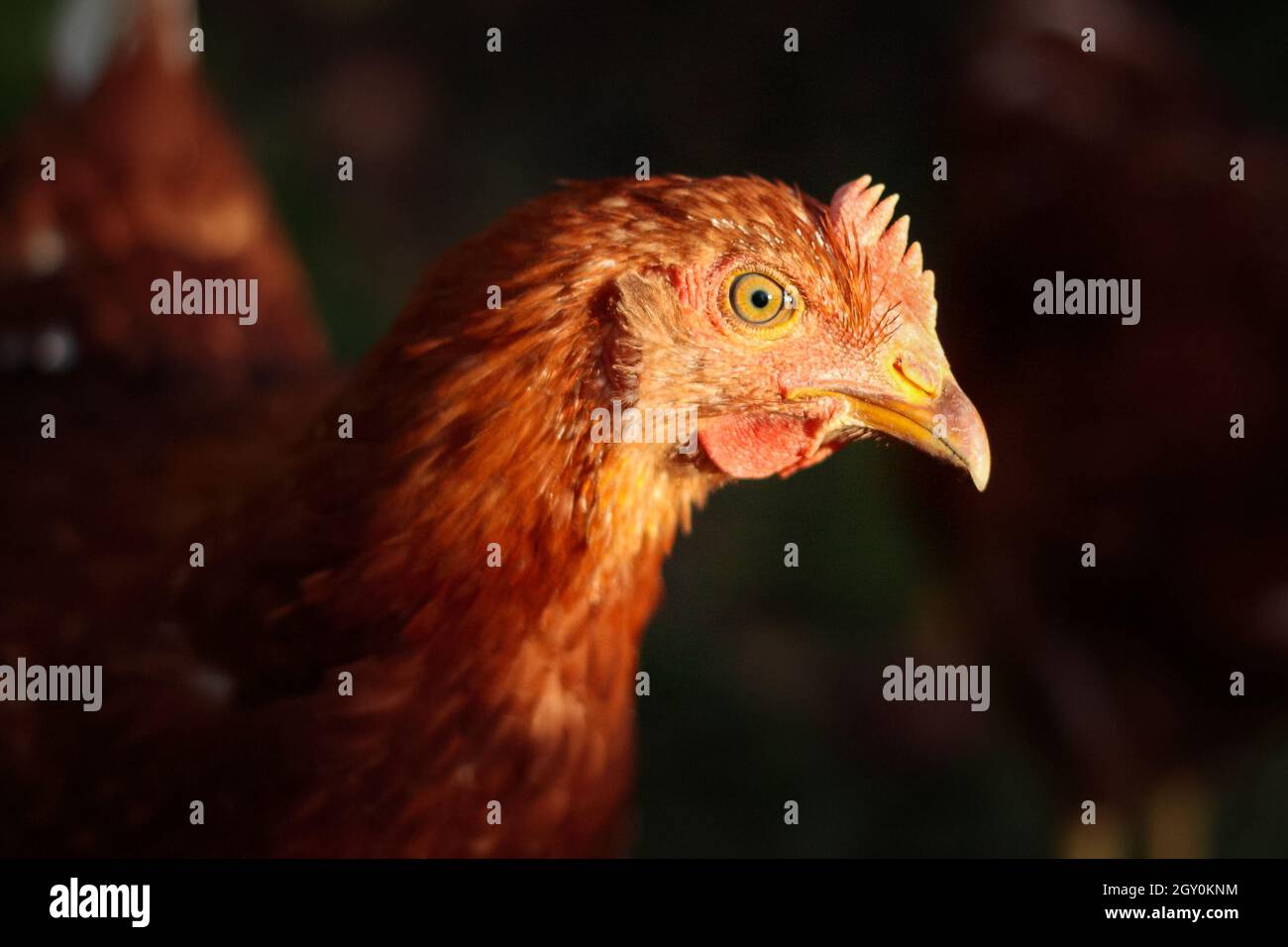 chicken - close up and side view of the head of a young brown hen Stock ...