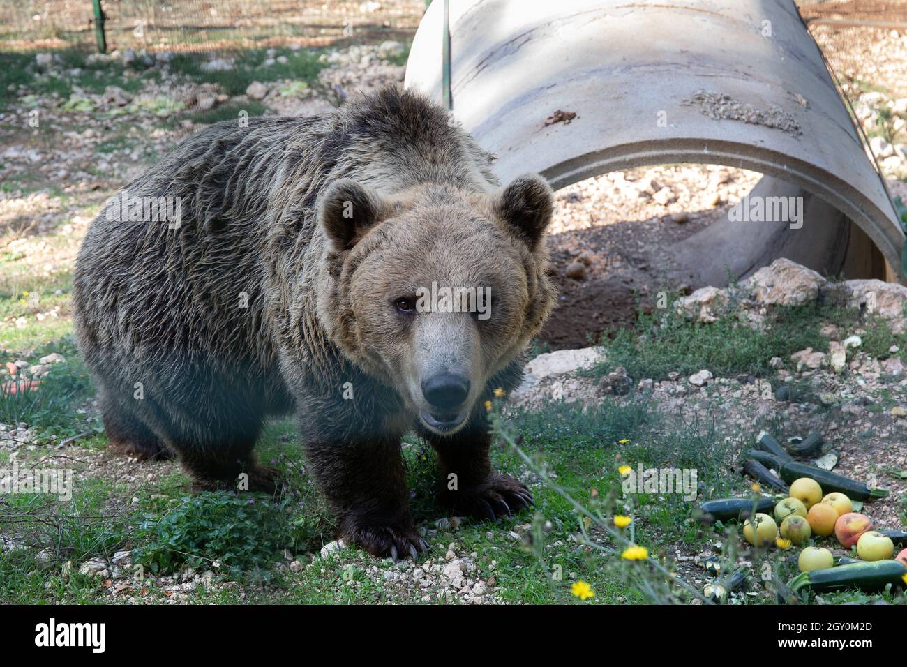 European brown bear in captivity in the enclosed wildlife area, eating ...