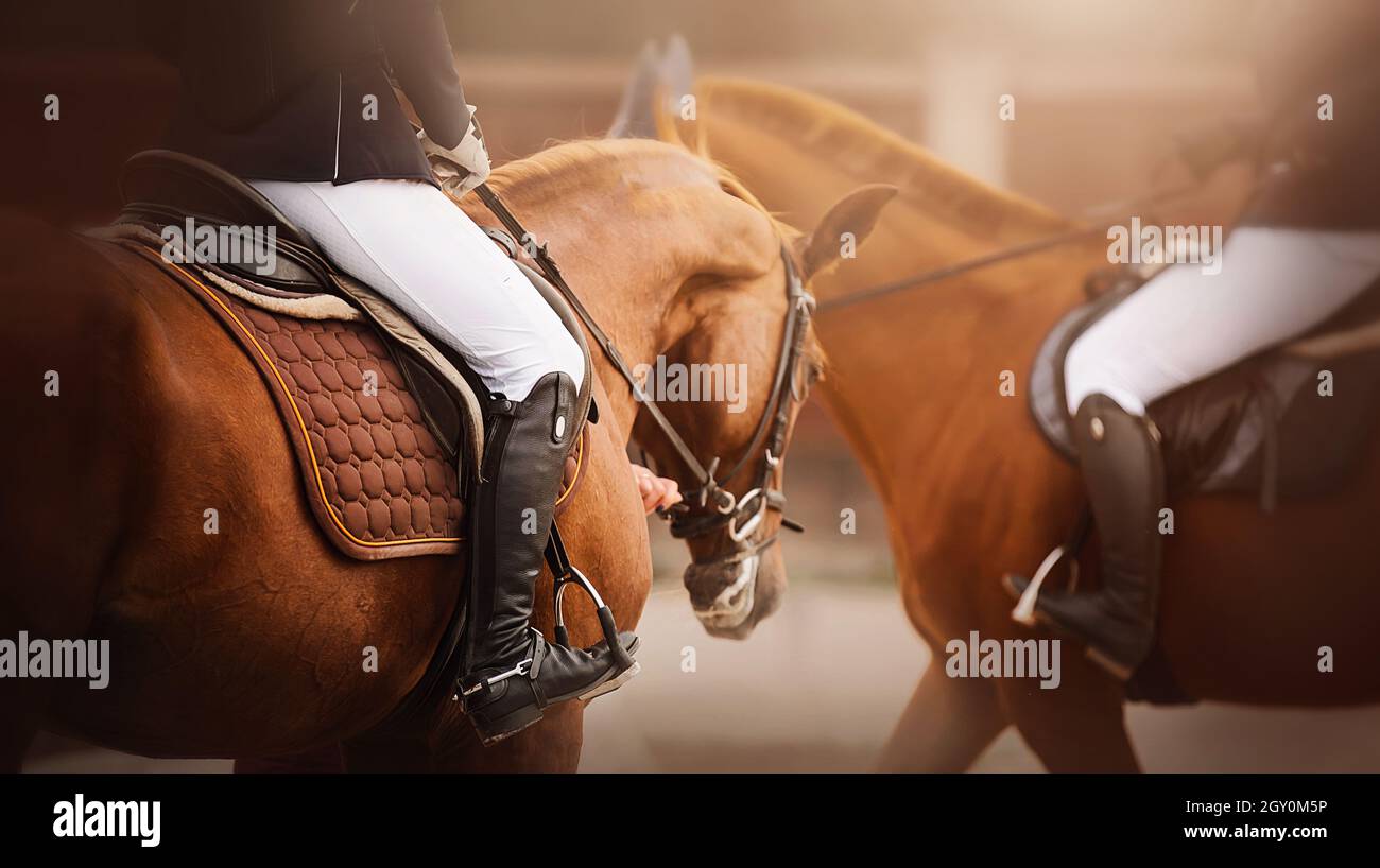 Riders are sitting on two sorrel horses in saddles, illuminated by ...