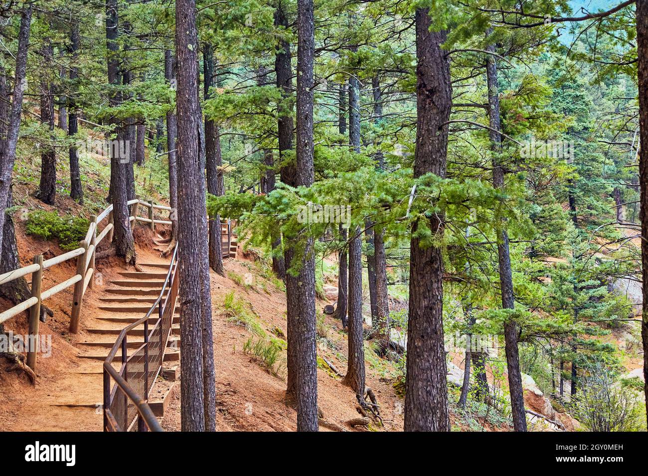 Walking path through the forest majestic pine trees and needles Stock ...