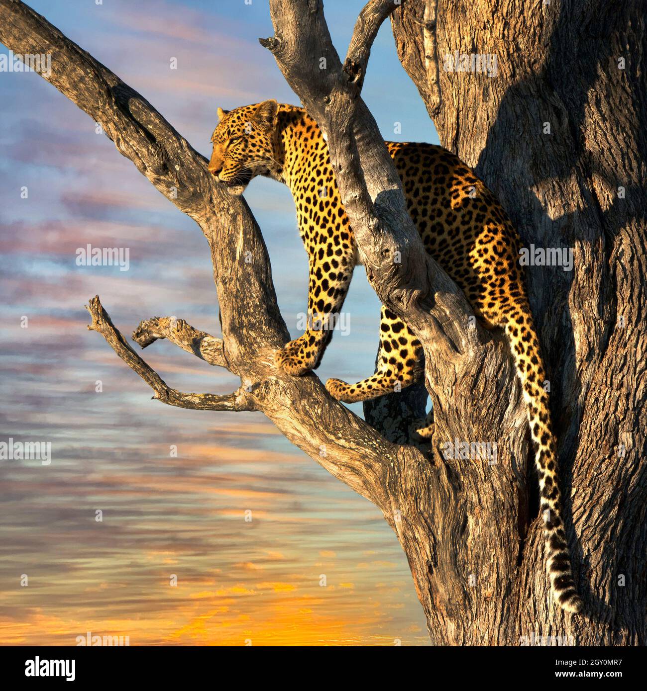 Leopard in tree sunset hi-res stock photography and images - Alamy