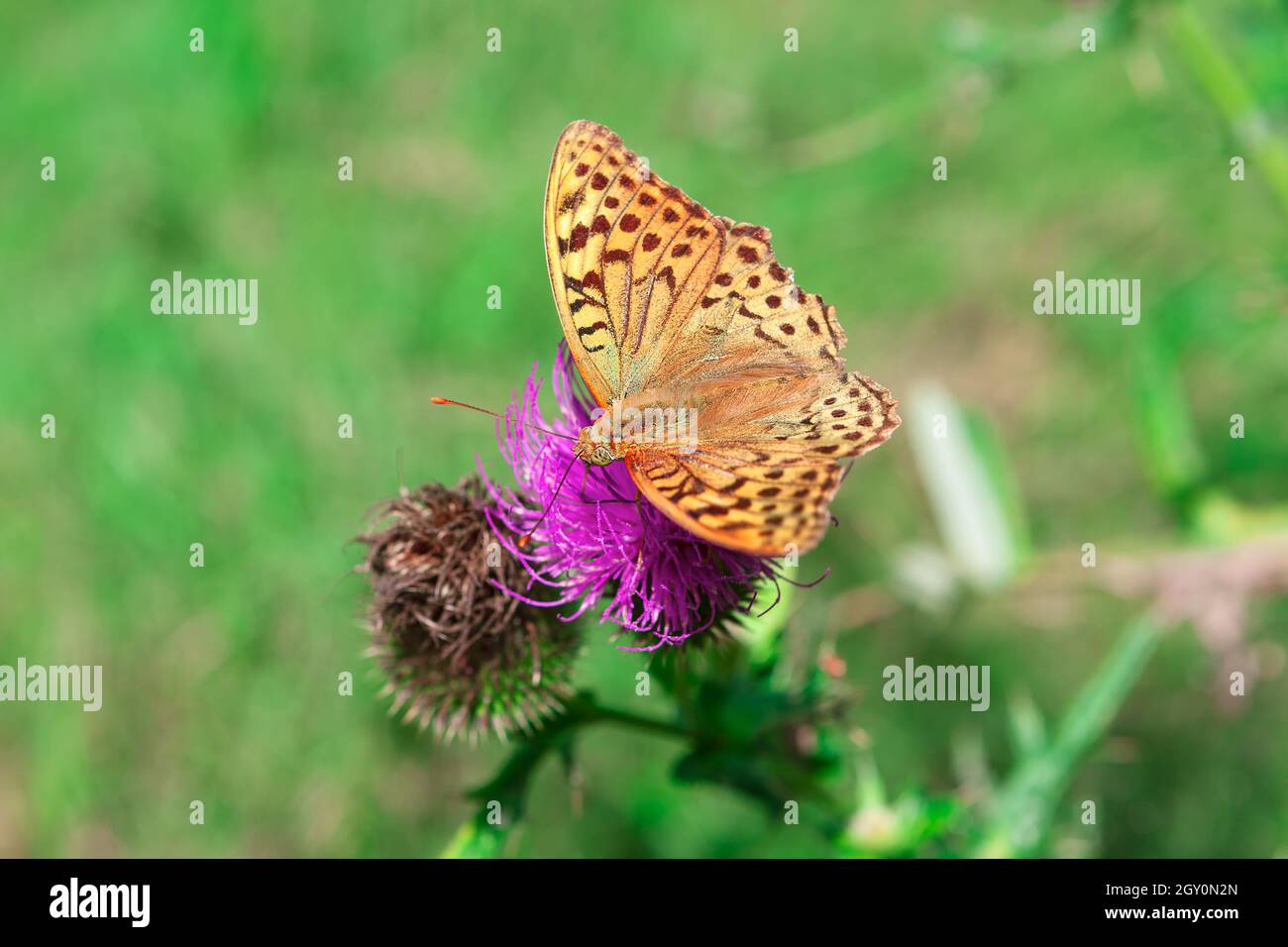 Comma butterfly on the blooming flower . Macro insect with wings Stock ...