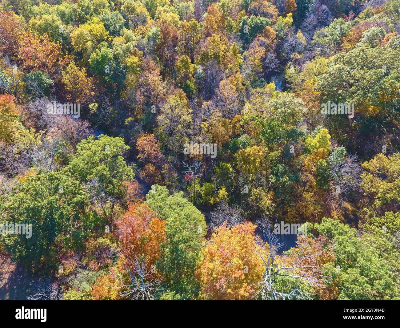 Aerial orange forest hi-res stock photography and images - Alamy