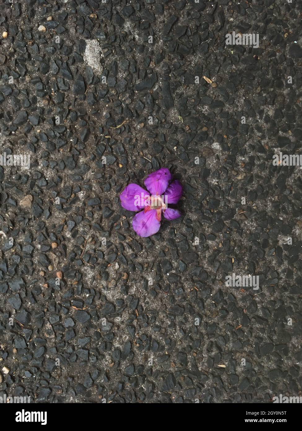 Top view of a fallen down single violet on an asphalt Stock Photo - Alamy