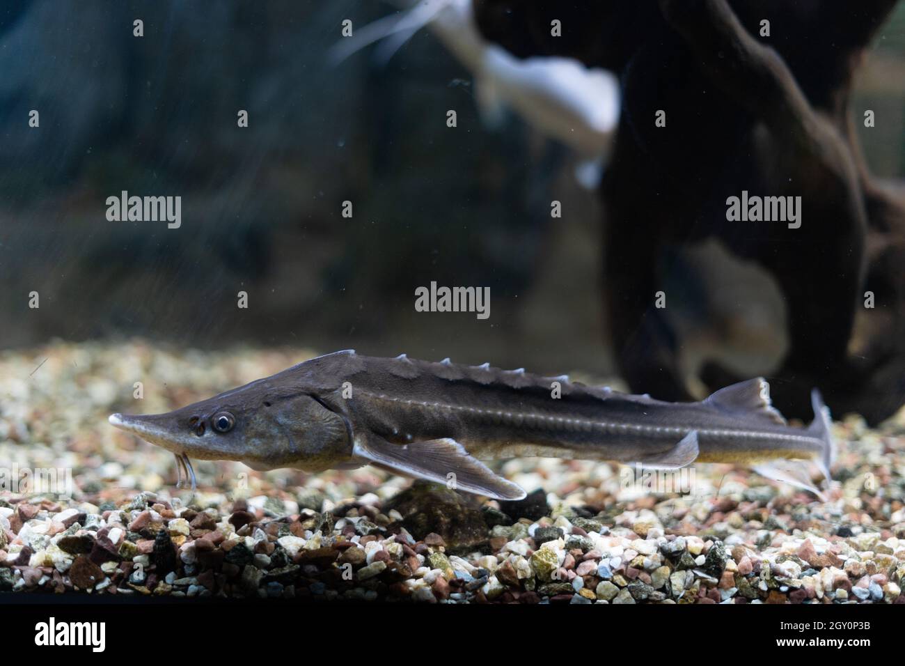 Russian Sturgeon Swims Photo