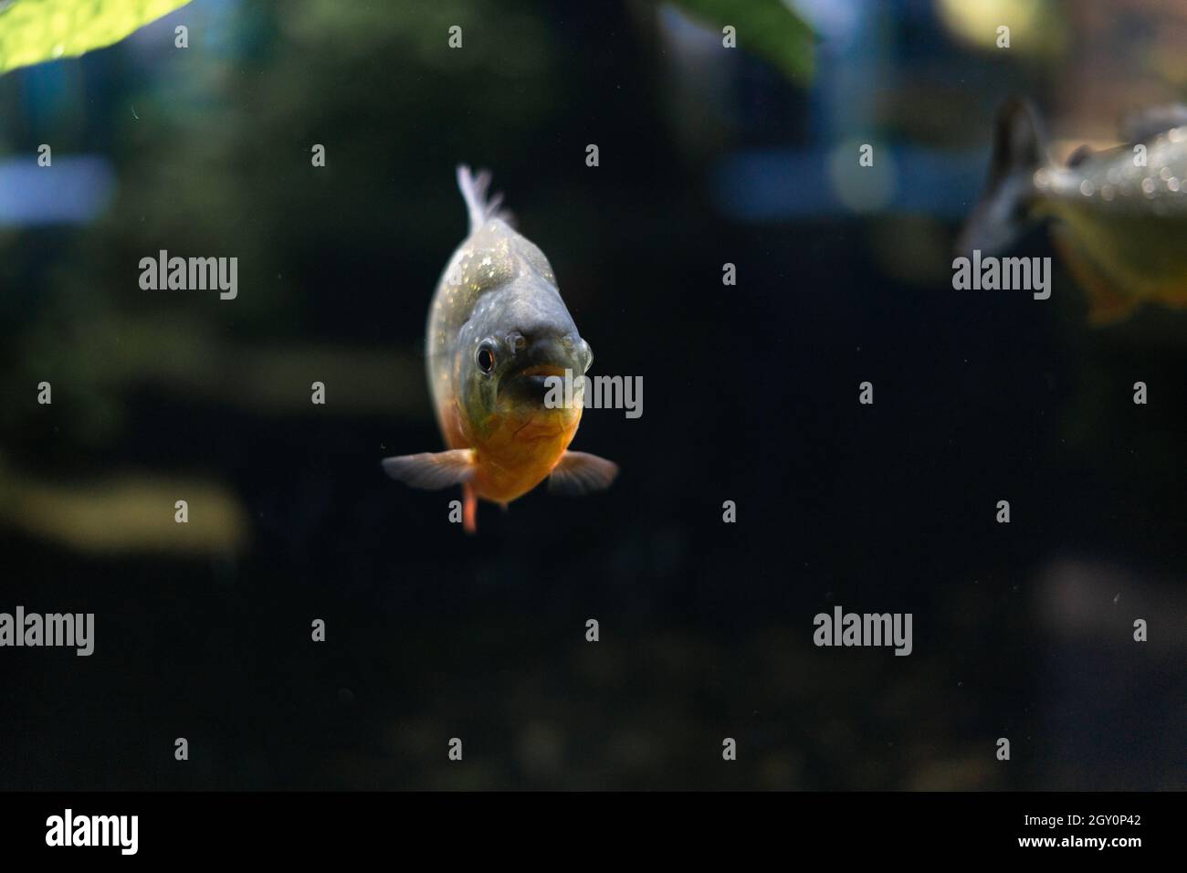 The Amazon is a predatory piranha fish among the algae. A flock of ...