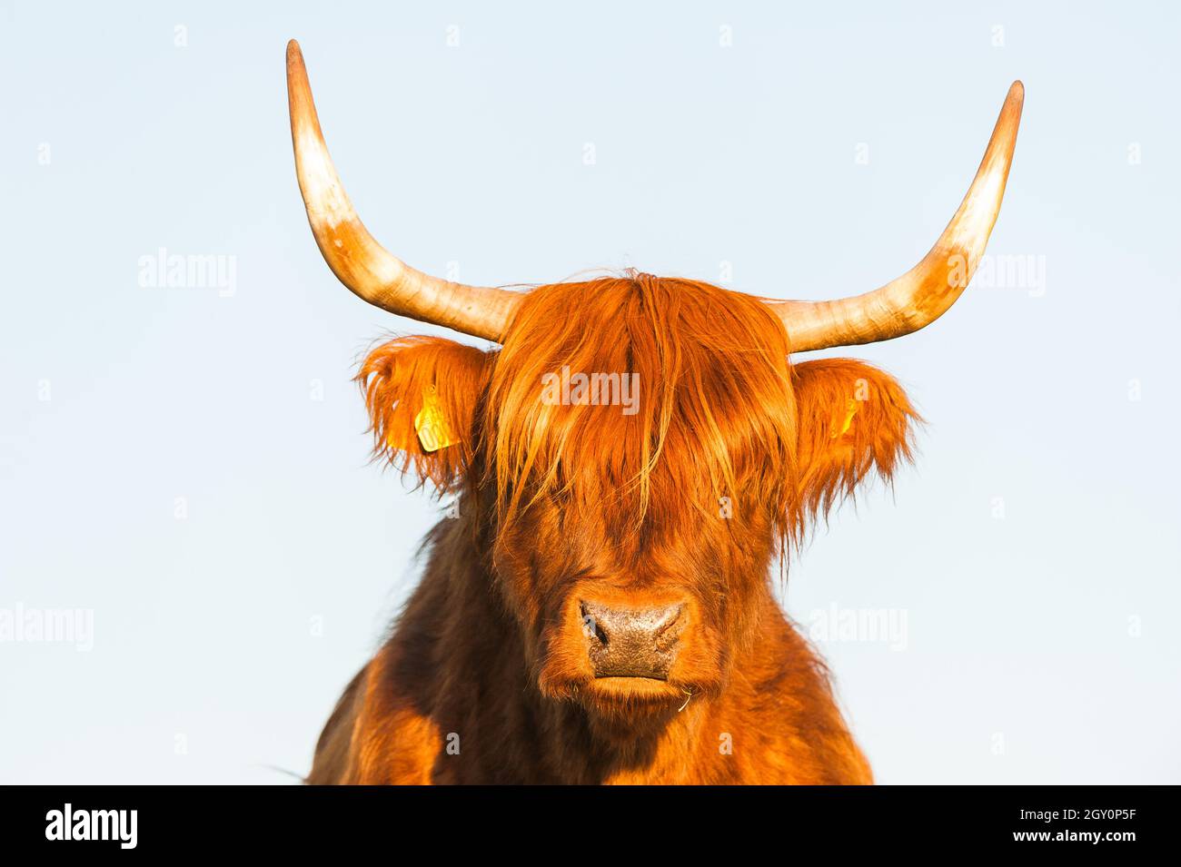 Image of a highland cow hi-res stock photography and images - Alamy
