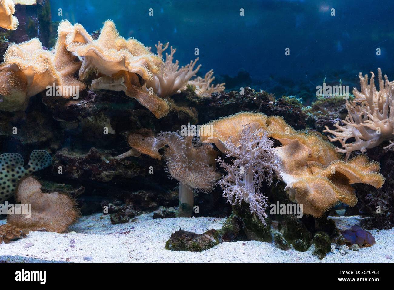 Fungiidae reef hi-res stock photography and images - Alamy