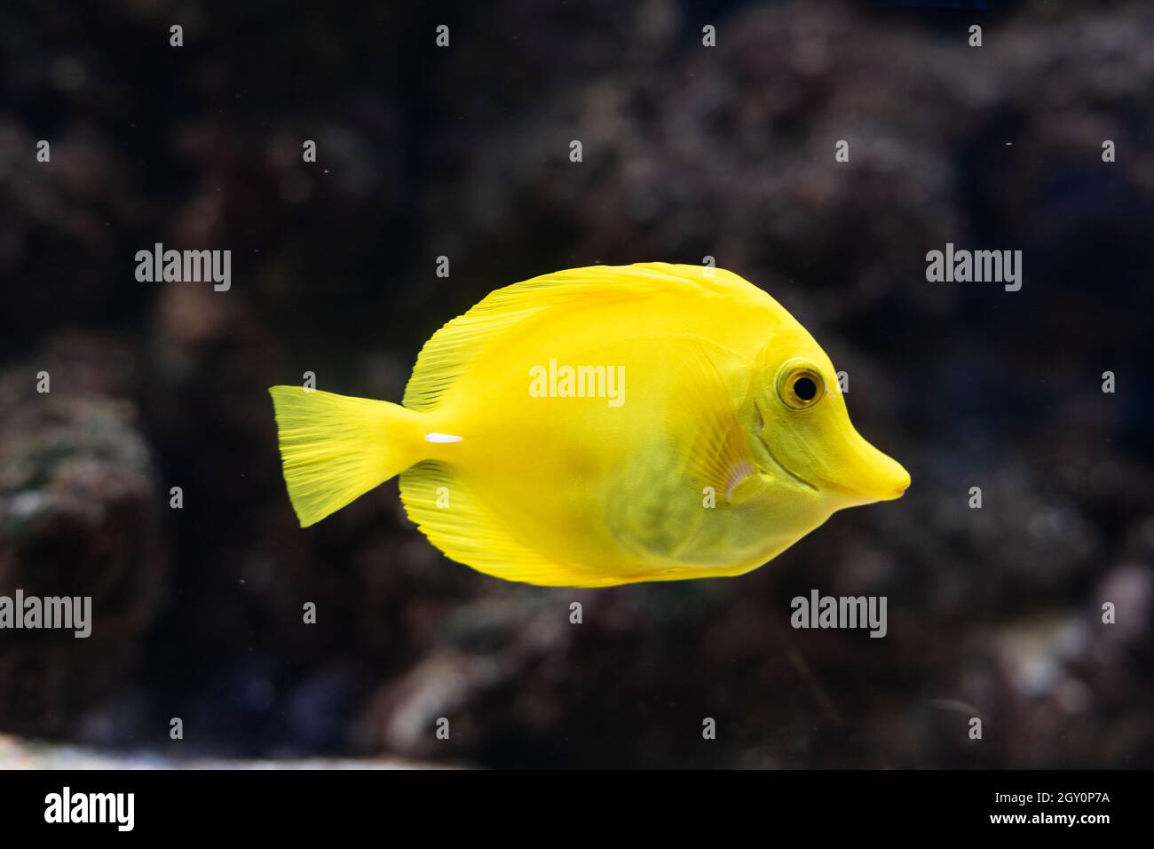 The yellow tang Zebrasoma flavescens , salt water yellow aquarium fish ...