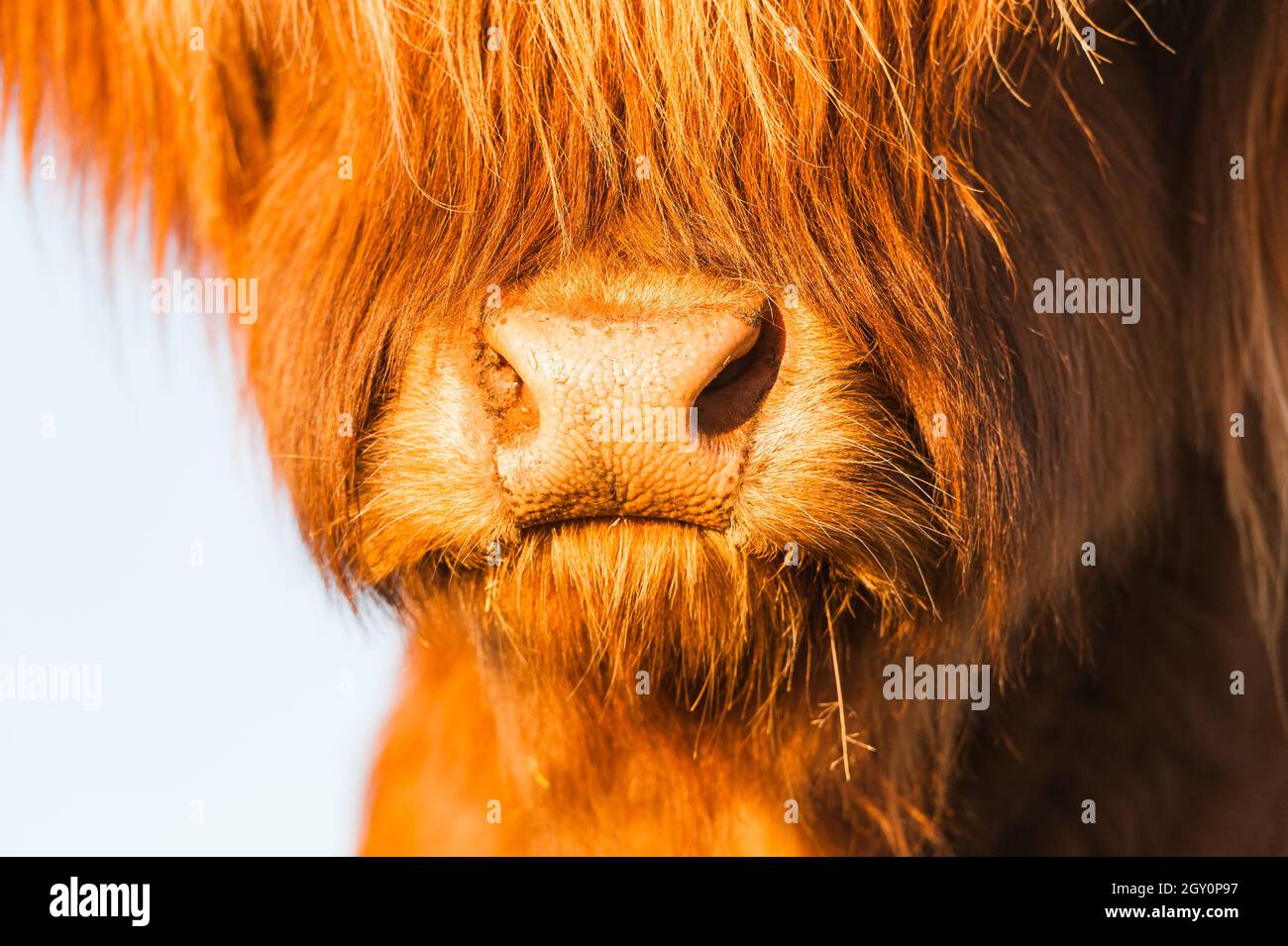 A Highland cattle nose in focus Stock Photo - Alamy