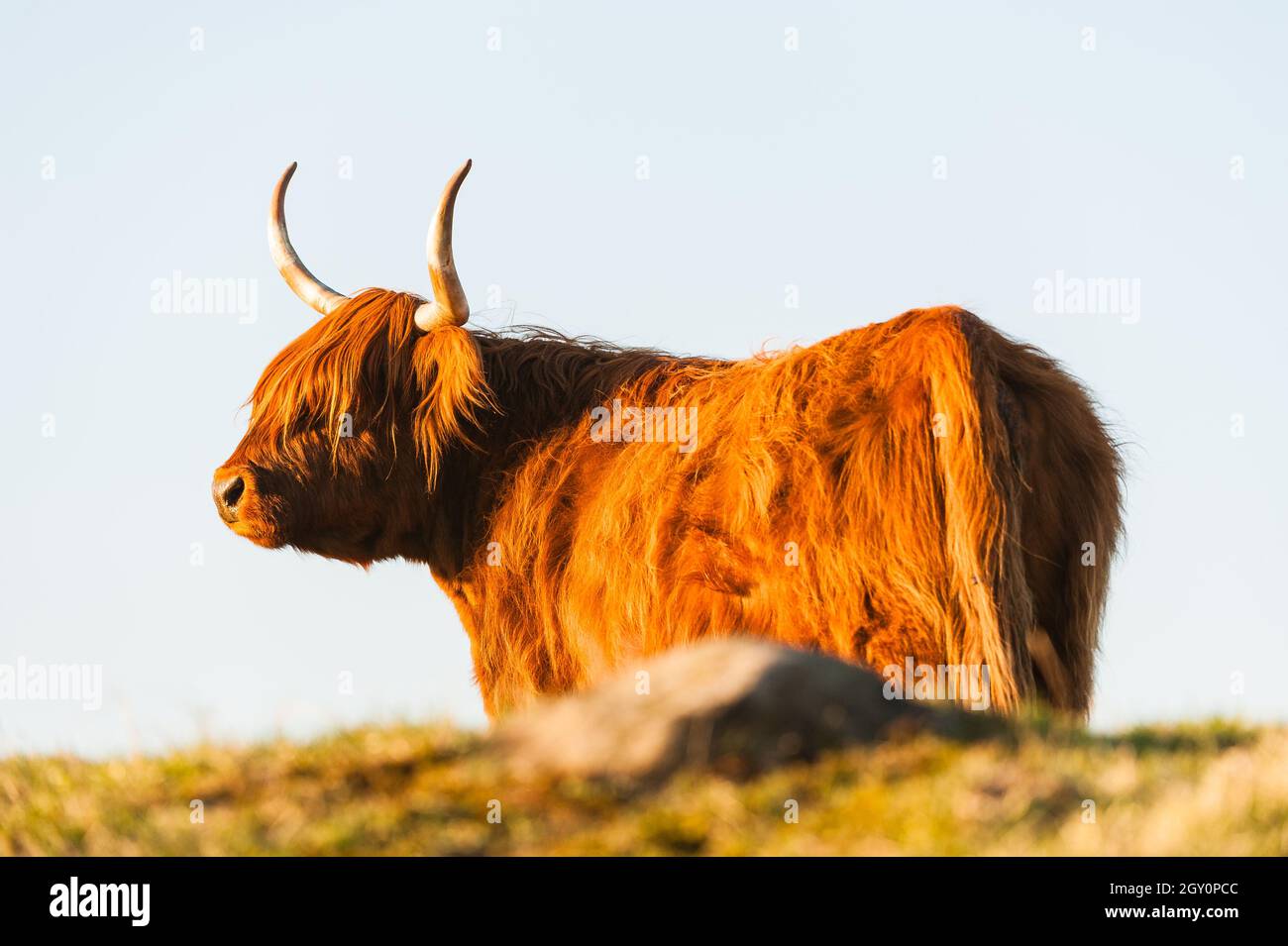 High cow hi-res stock photography and images - Alamy