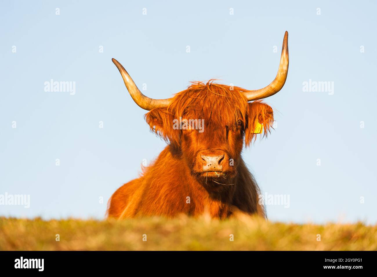 A Highland cattle against blue sky Stock Photo - Alamy
