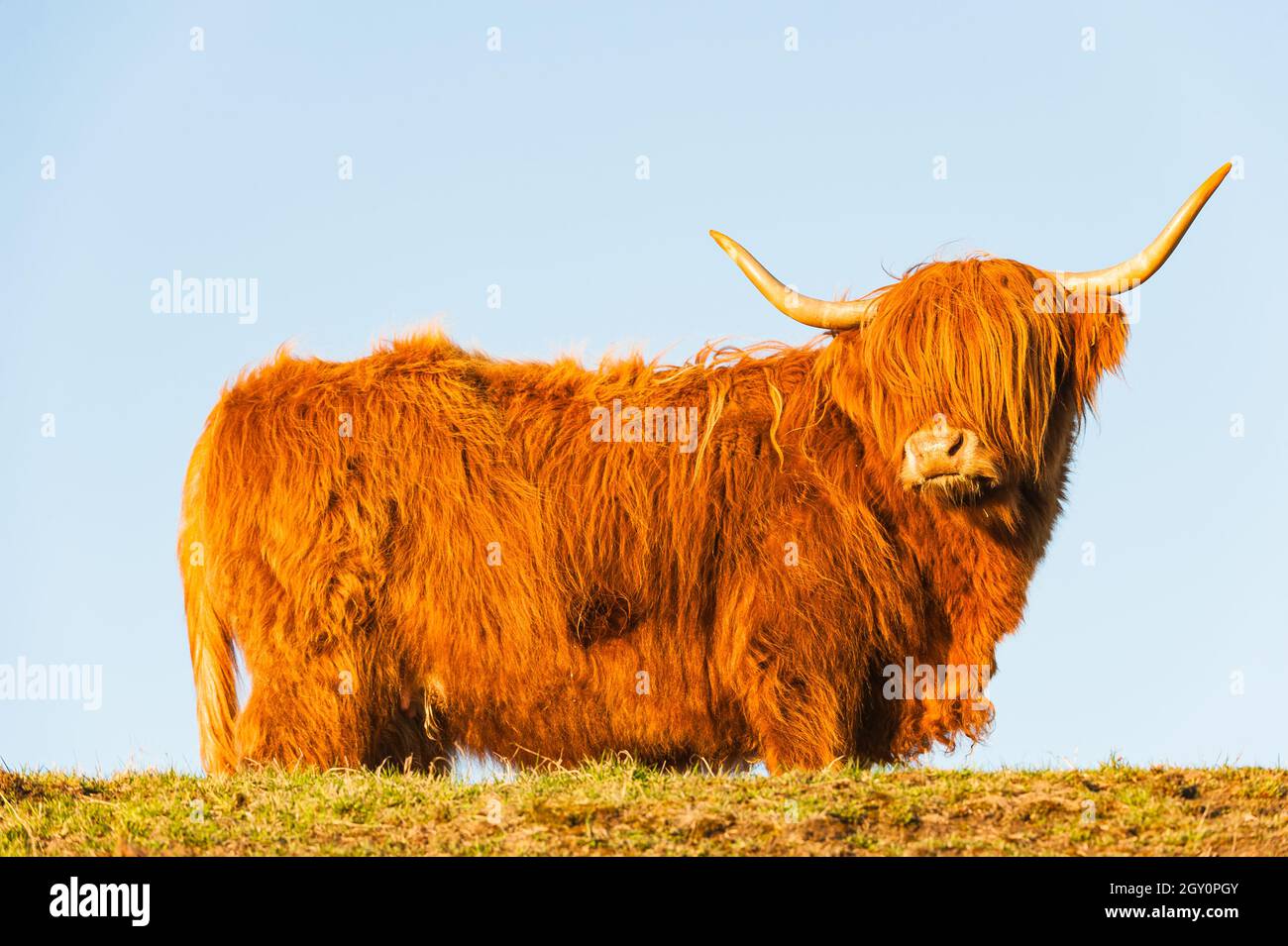 A Highland cattle against blue sky Stock Photo - Alamy