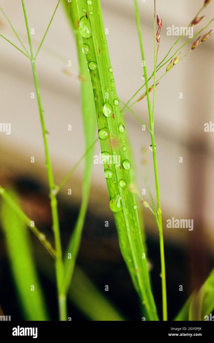 Dew collecting on grass plant Stock Photo - Alamy