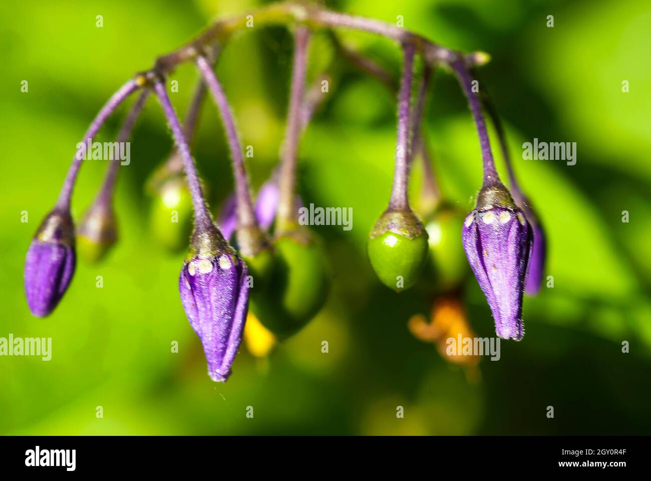 deadly nightshade flower (Atropa belladonna) in british woodland Stock ...