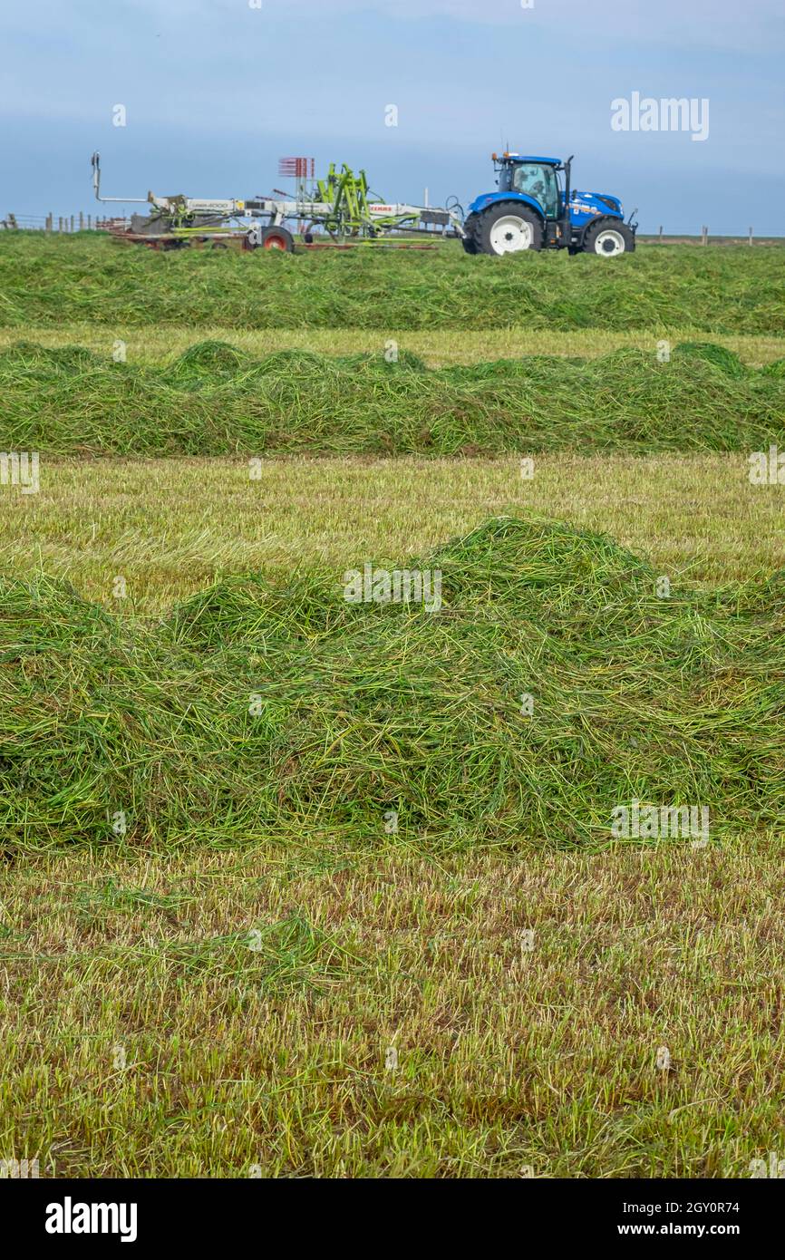 tractor cutting silage in a field on marske cliffs, north yorkshire, uk ...