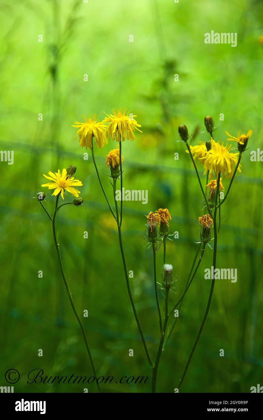 Hawkweed flower in hedgerow in kent, uk Stock Photo - Alamy