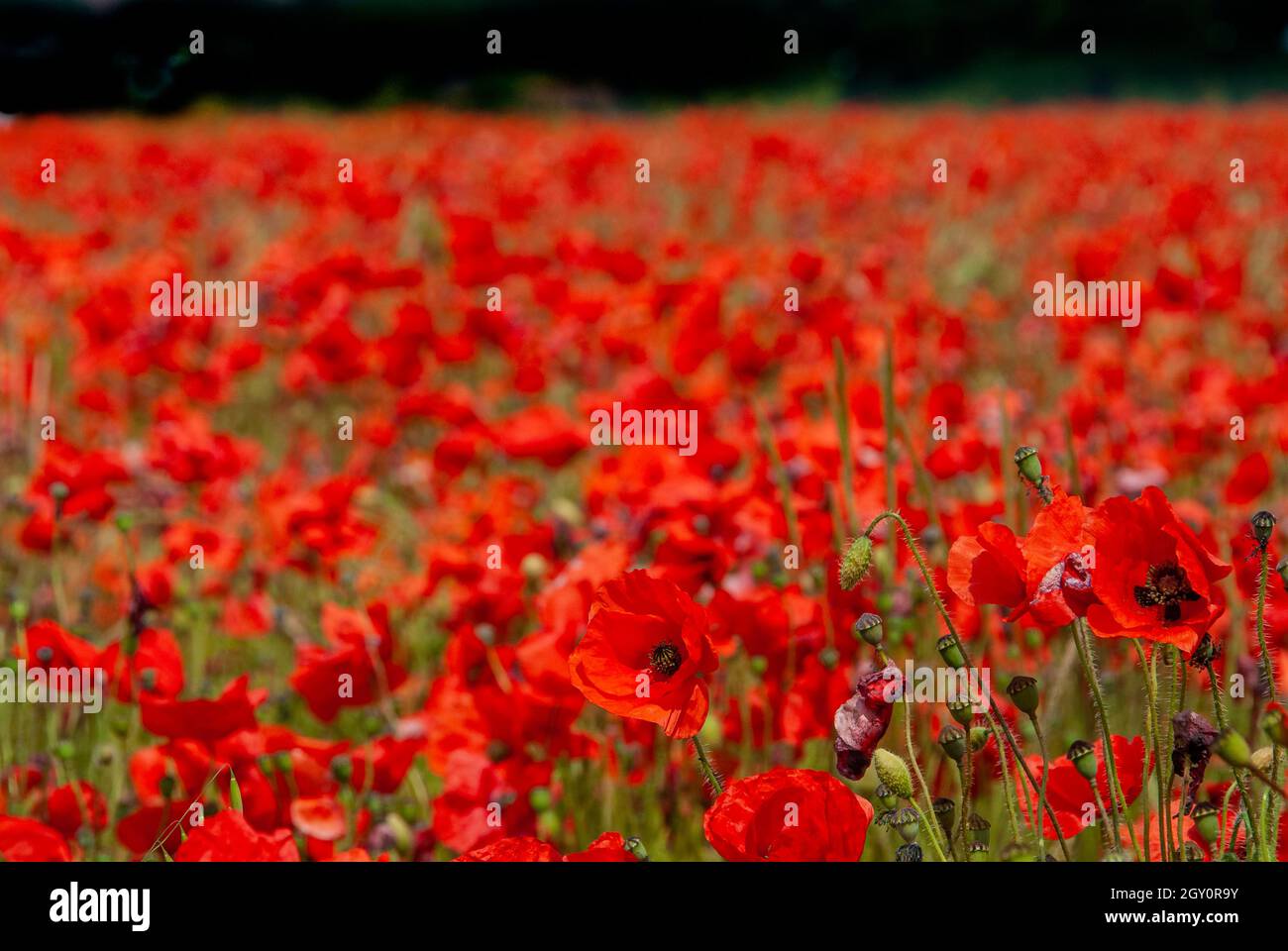 red poppies in an english field near brighton, sussex, uk Stock Photo ...