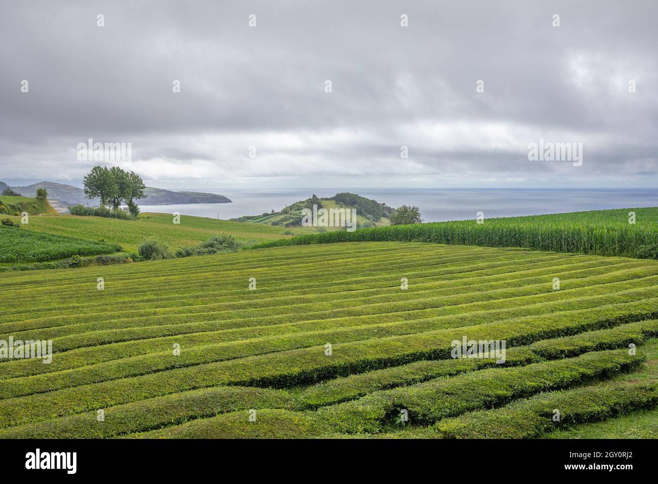 Cha Gorreana Tea Plantation Sao Miguel Azores Stock Photo - Alamy