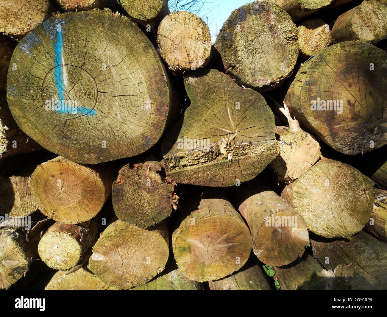 Closeup shot section log hi-res stock photography and images - Alamy