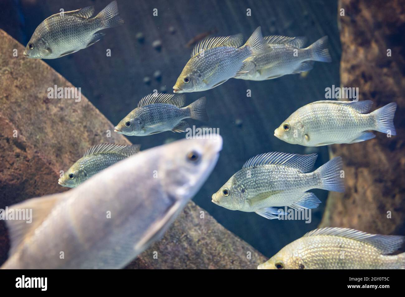 Two species of fish that swim in the aquarium Stock Photo - Alamy