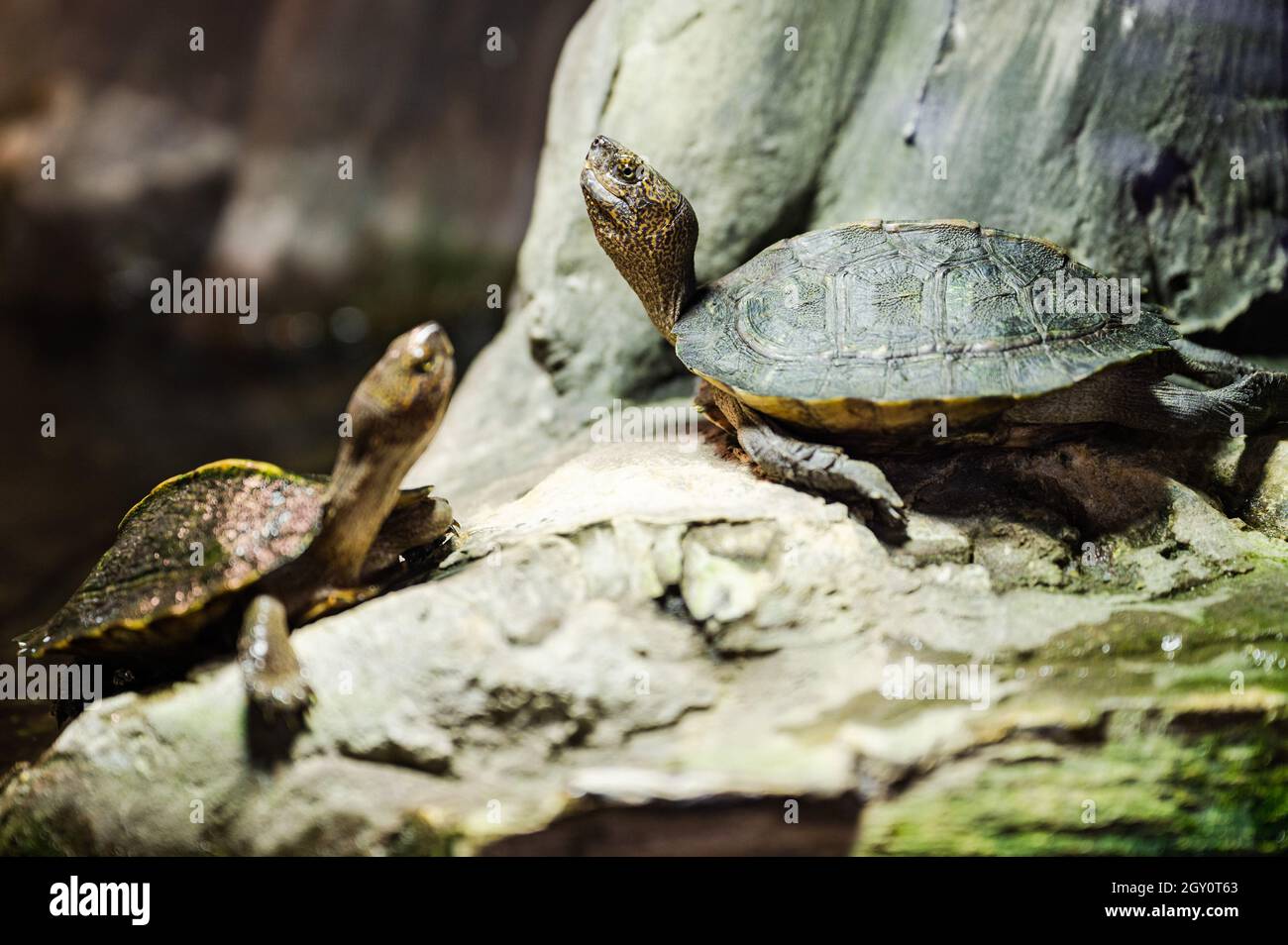 Scary Turtle High Resolution Stock Photography and Images - Alamy